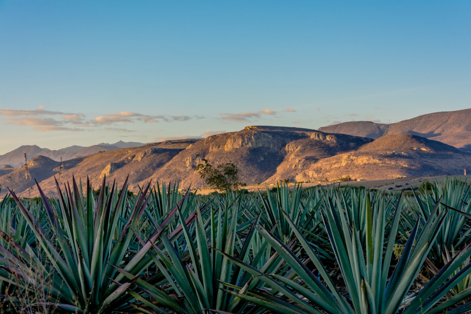 Tasajo en las tlayudas: El sabor auténtico de Oaxaca